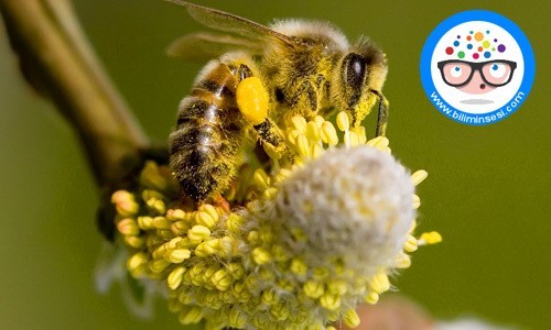 Polenin Faydaları ve Arı Poleni Zararları? – BiliminSesi | Sağlık ve ...