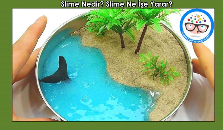Slime Nedir? Slime Ne İşe Yarar? – BiliminSesi | Sağlık ve Teknoloji